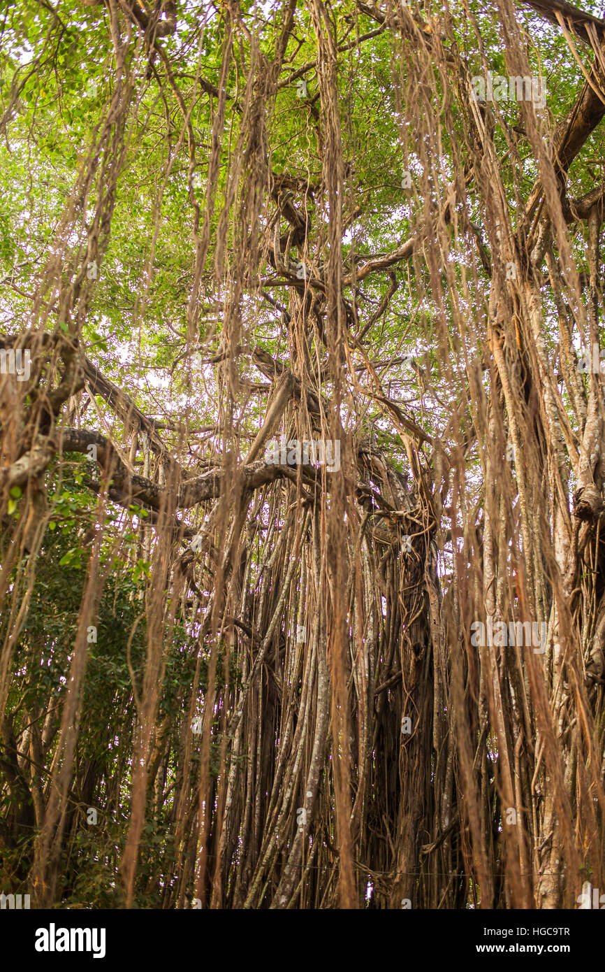 Indian banyan tree hi-res stock photography and images - Alamy