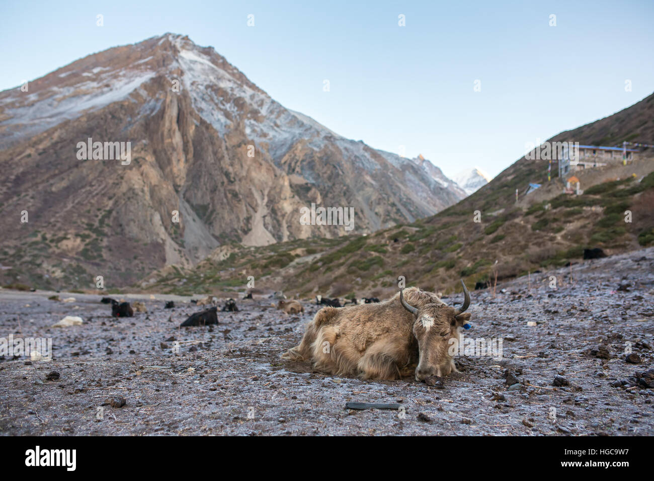 White yak hair hi-res stock photography and images - Alamy