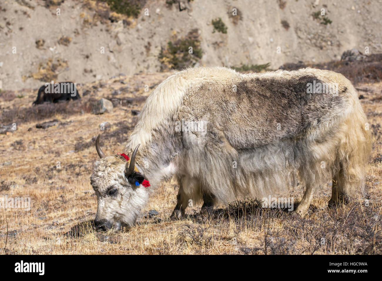 White yak hair hi-res stock photography and images - Alamy