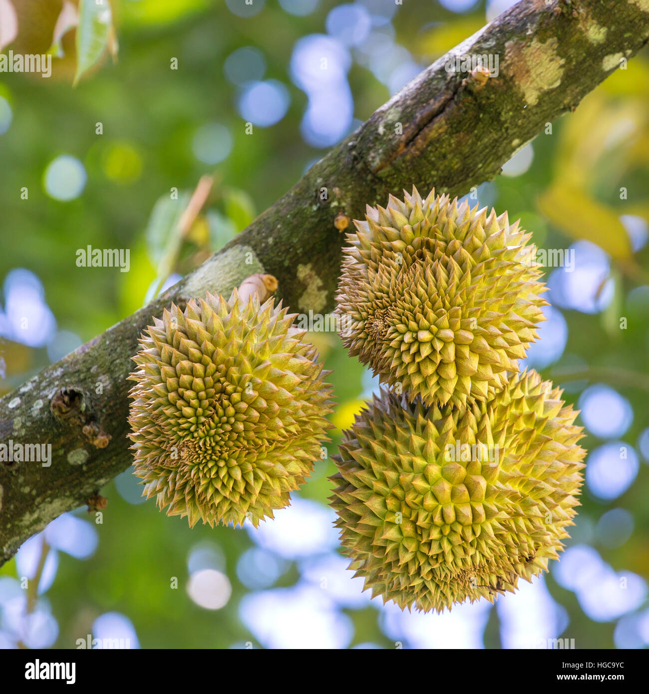 Fresh durians, the king of fruit on the tree in Borneo, Malaysia Stock ...