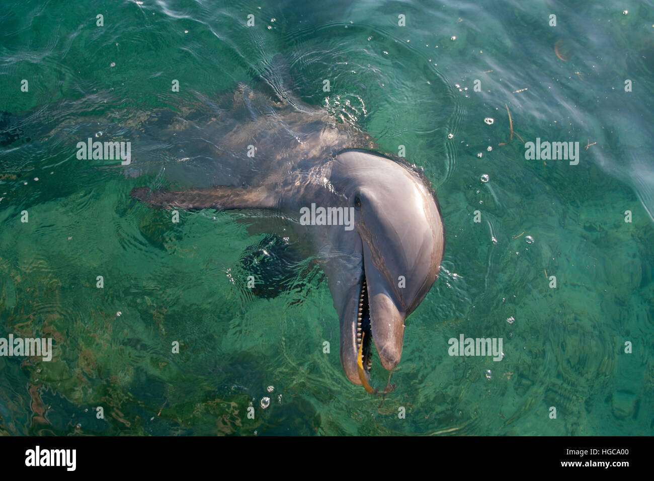 Entangled dolphin hi-res stock photography and images - Alamy