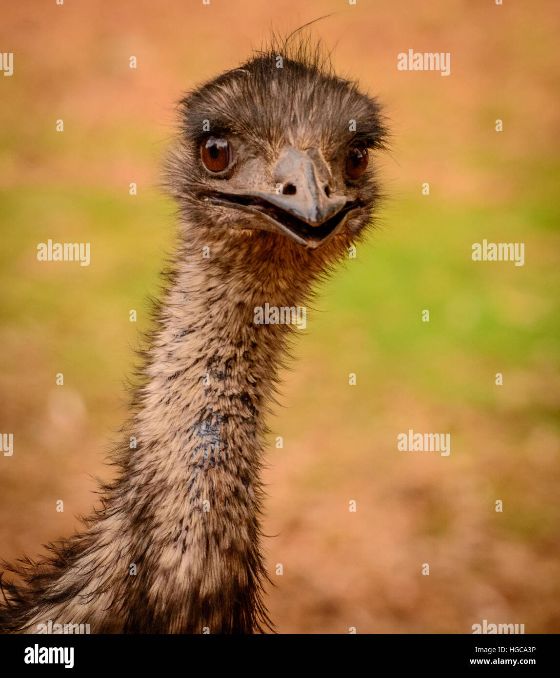 Close up emu bird in hi-res stock photography and images - Alamy