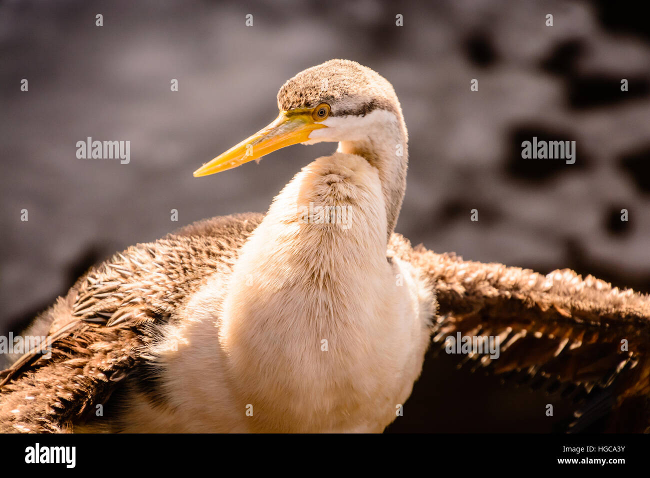 Drying up feathers hi-res stock photography and images - Alamy