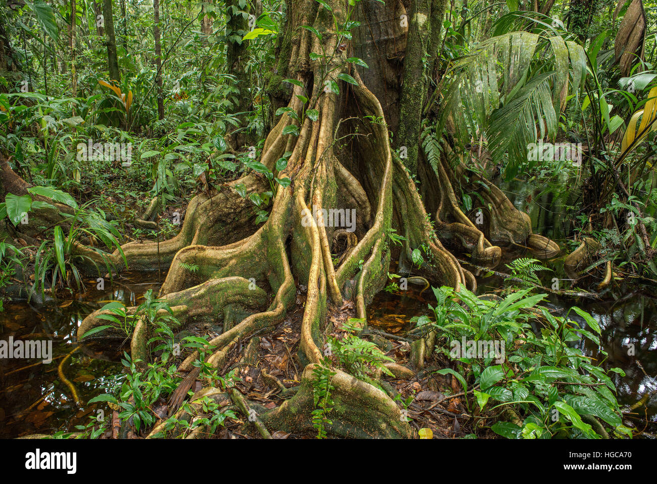Winding roots of a tropical tree standing in a green jungle Stock Photo ...