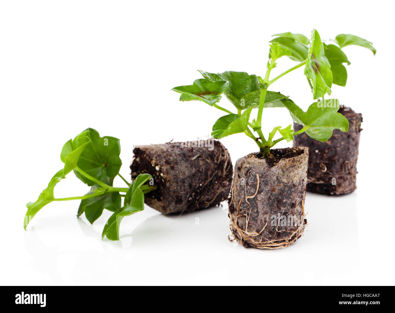 Geranium cutting roots hi-res stock photography and images - Alamy