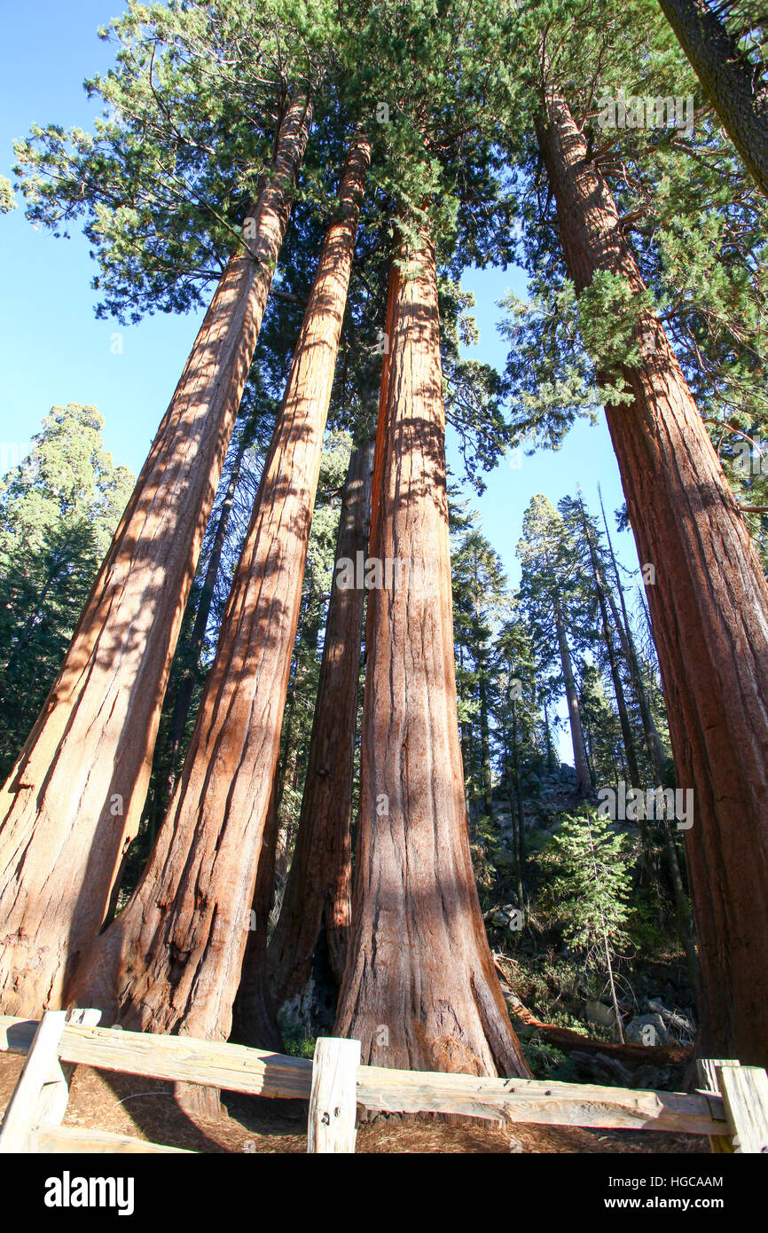 Giant Sequoia (Redwood) trees at Sequoia and Kings National Park ...