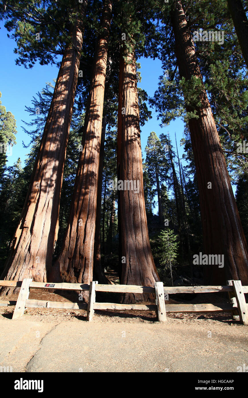 The boole tree hi-res stock photography and images - Alamy