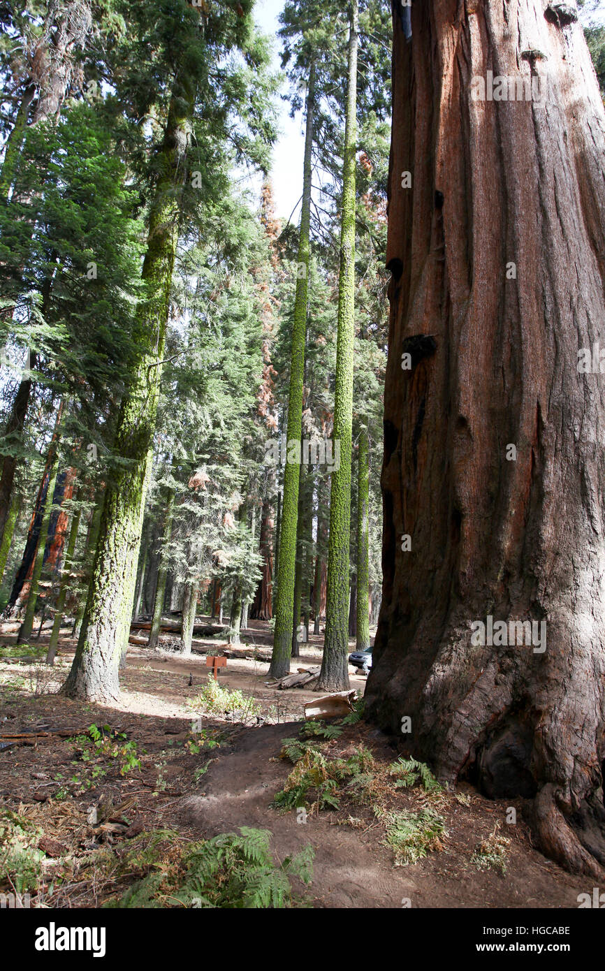 Giant Sequoia (Redwood) trees at Sequoia and Kings National Park ...