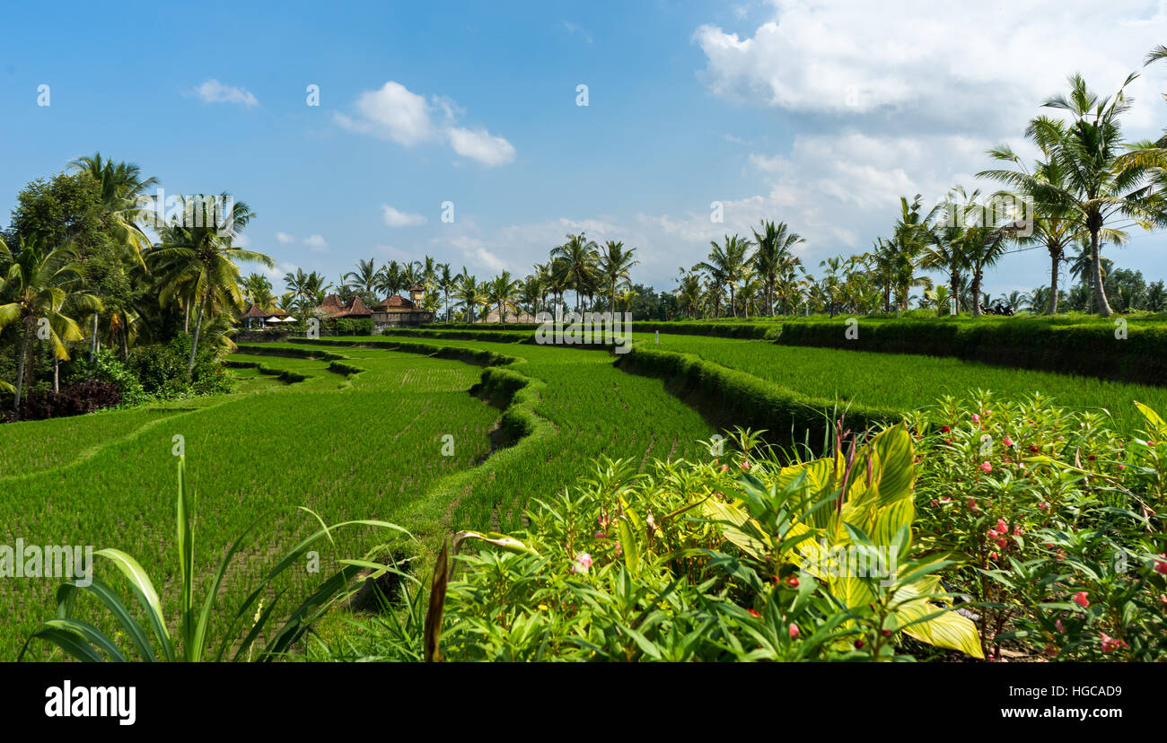 Rice paddies and palm trees near Ubud Bali, Indonesia Stock Photo - Alamy