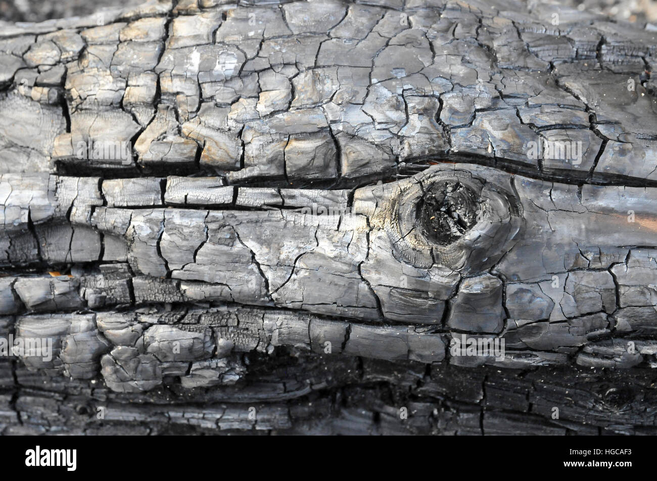 Burnt tree trunk Stock Photo - Alamy