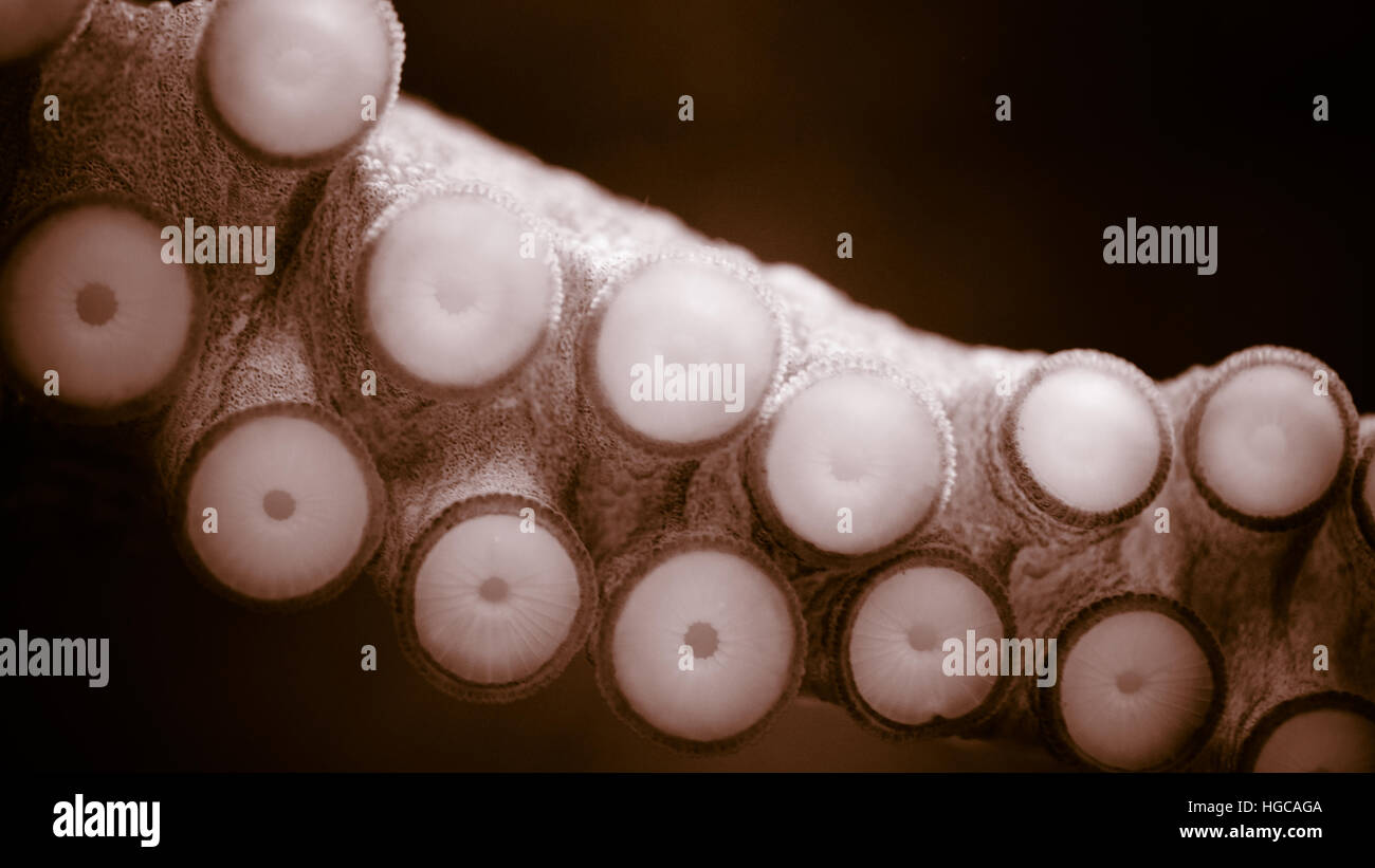 Tentacle close view Stock Photo - Alamy