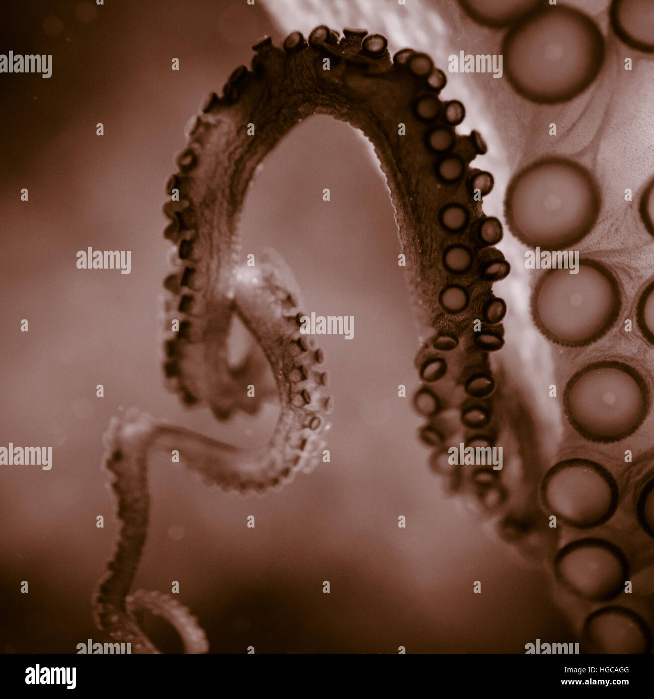 Tentacle close view Stock Photo - Alamy