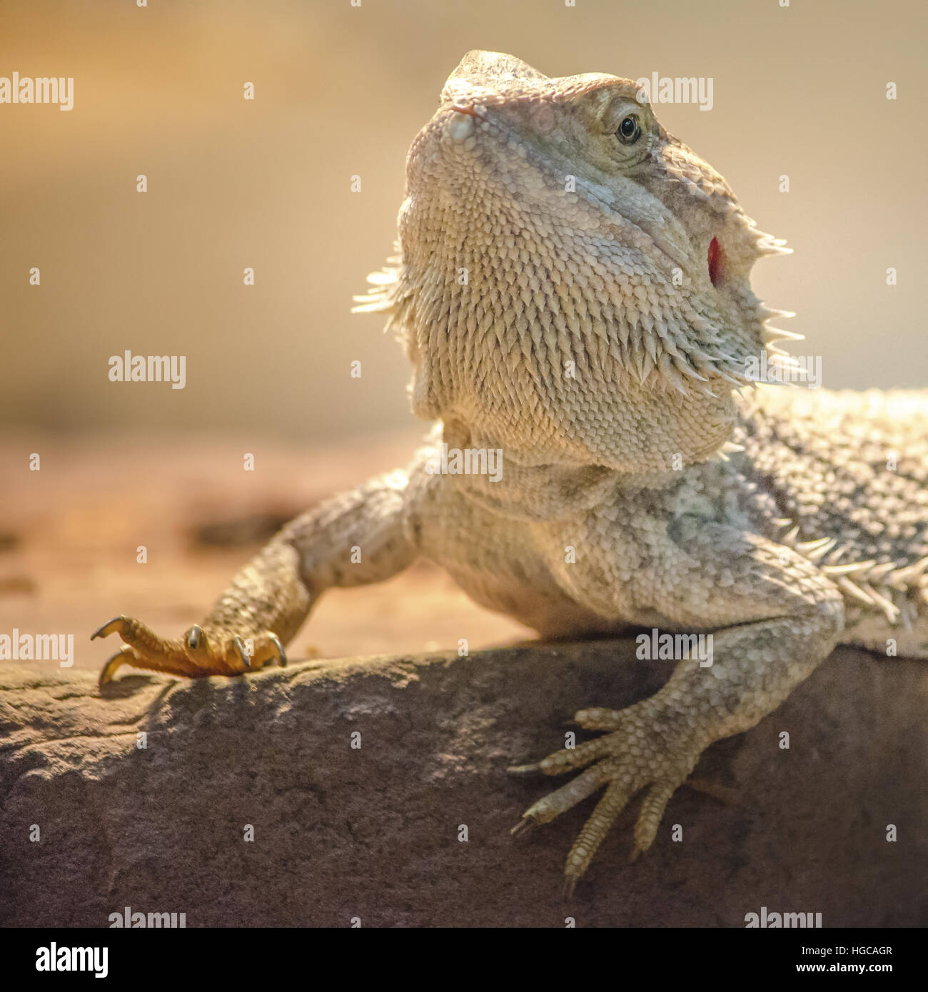 Reptile closeup portrait Stock Photo - Alamy