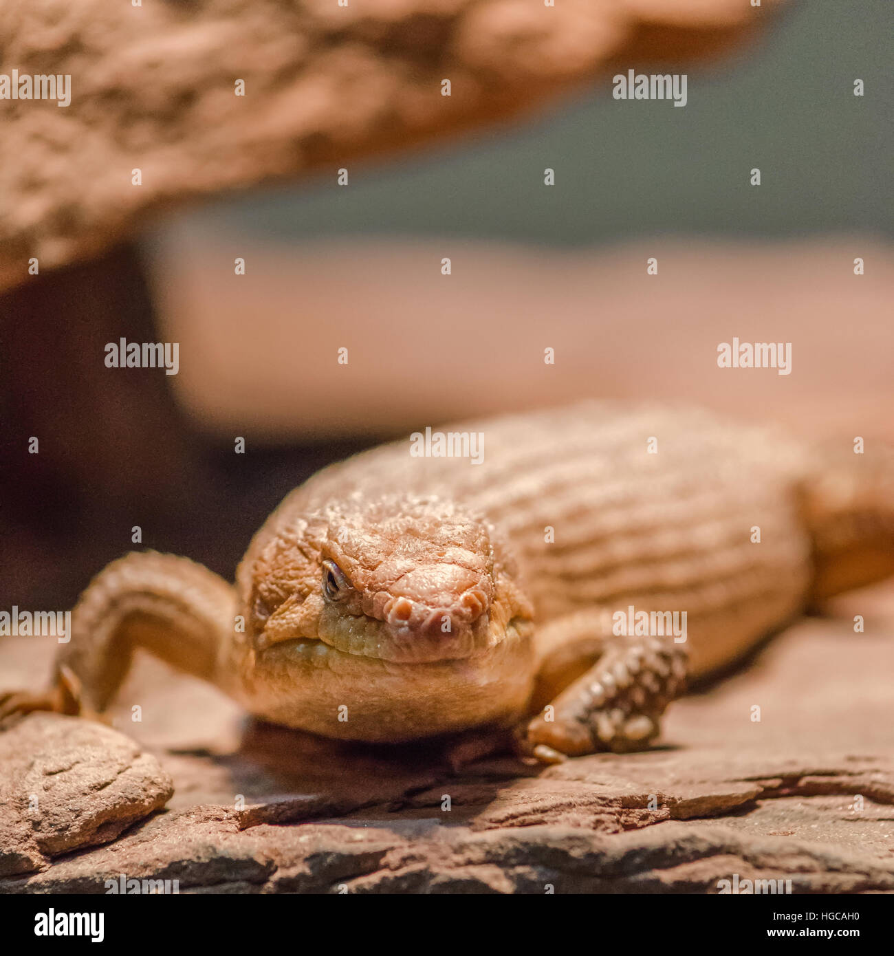 Reptile closeup portrait Stock Photo - Alamy