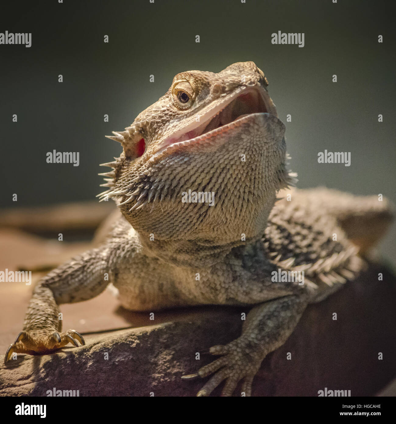 Reptile closeup portrait Stock Photo - Alamy