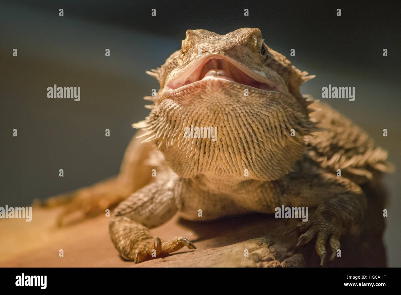 Closeup reptile hi-res stock photography and images - Alamy