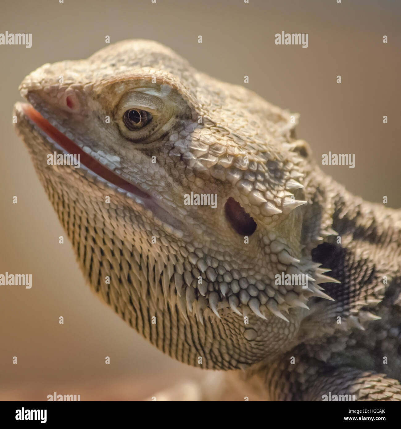 Closeup reptile hi-res stock photography and images - Alamy