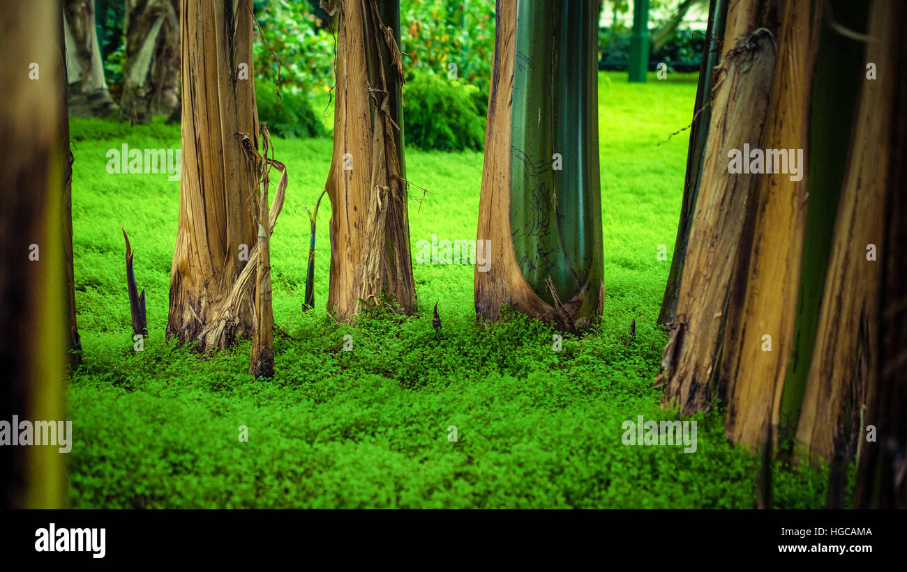 Green forest scene Stock Photo - Alamy