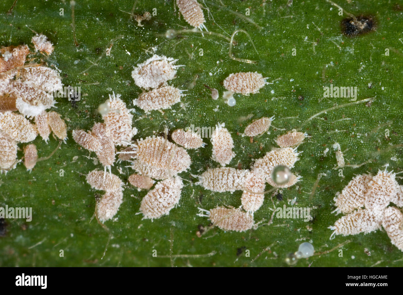 Group glasshouse tuber mealybugs pseudococcus hi-res stock photography and images - Alamy