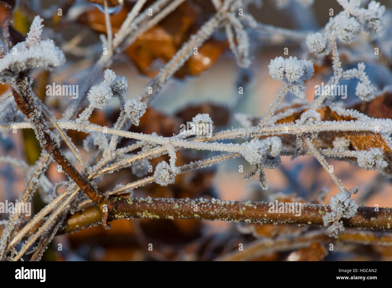 Hard frost on golden brown beech leaves and cleavers seeds on a cold ...