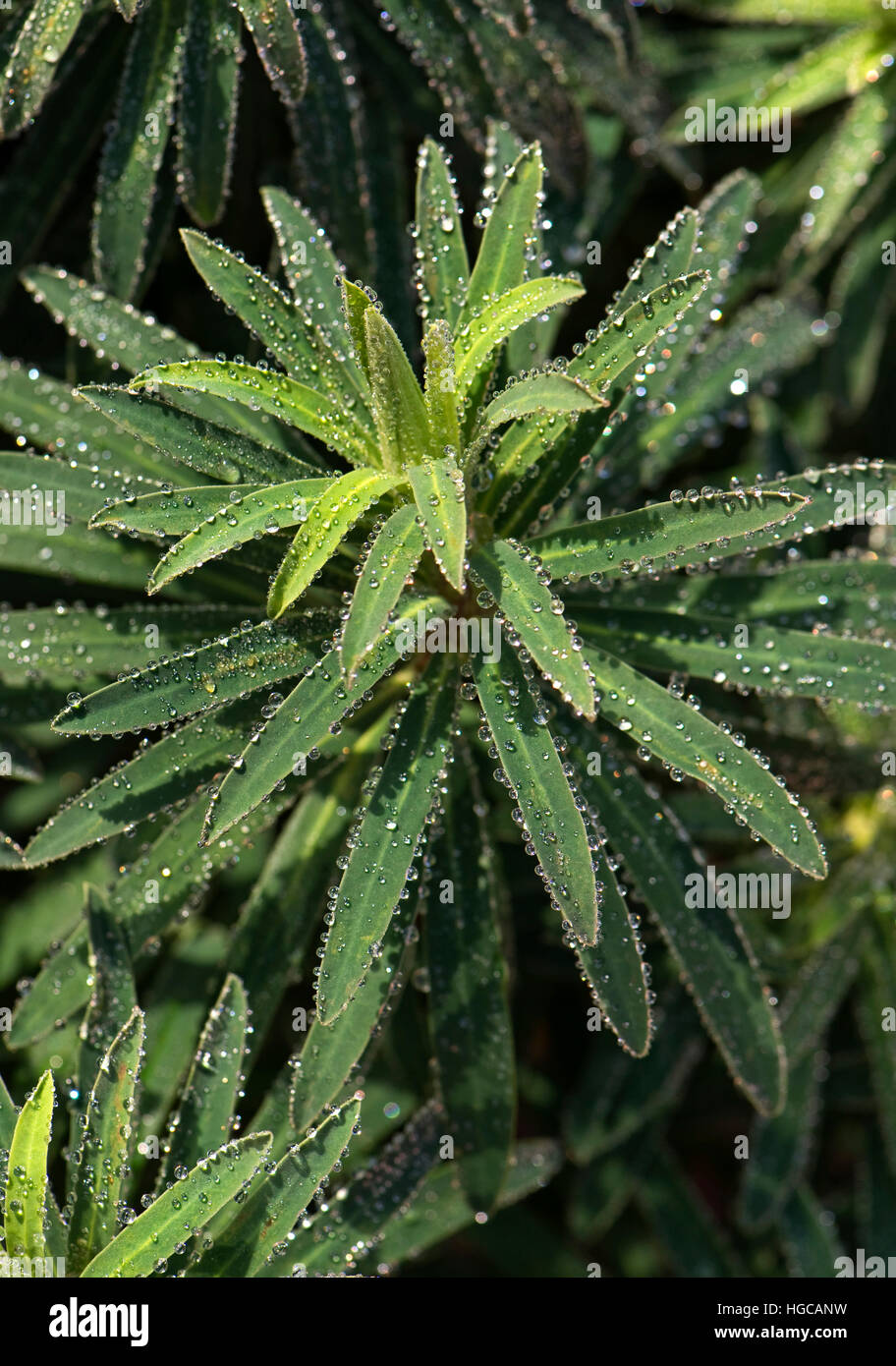 Droplets of melted frost on spurge, Euphoribia characias 'Black Pearl ...