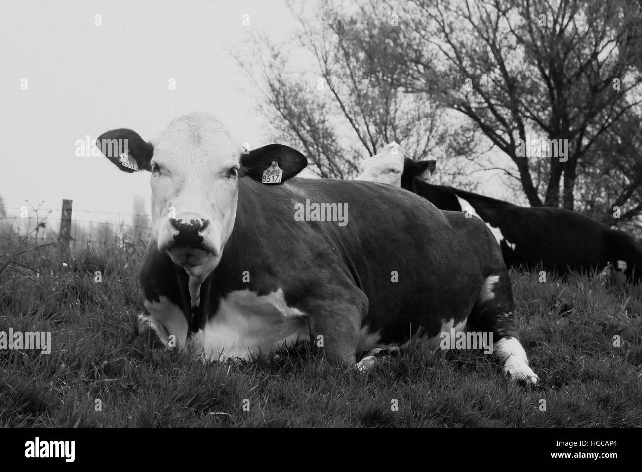 Cow with ear tag hi-res stock photography and images - Alamy