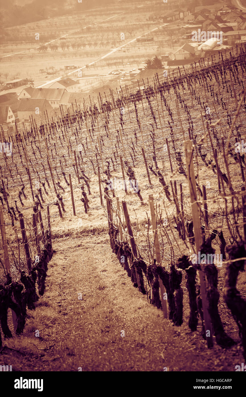 German vineyard view Stock Photo - Alamy