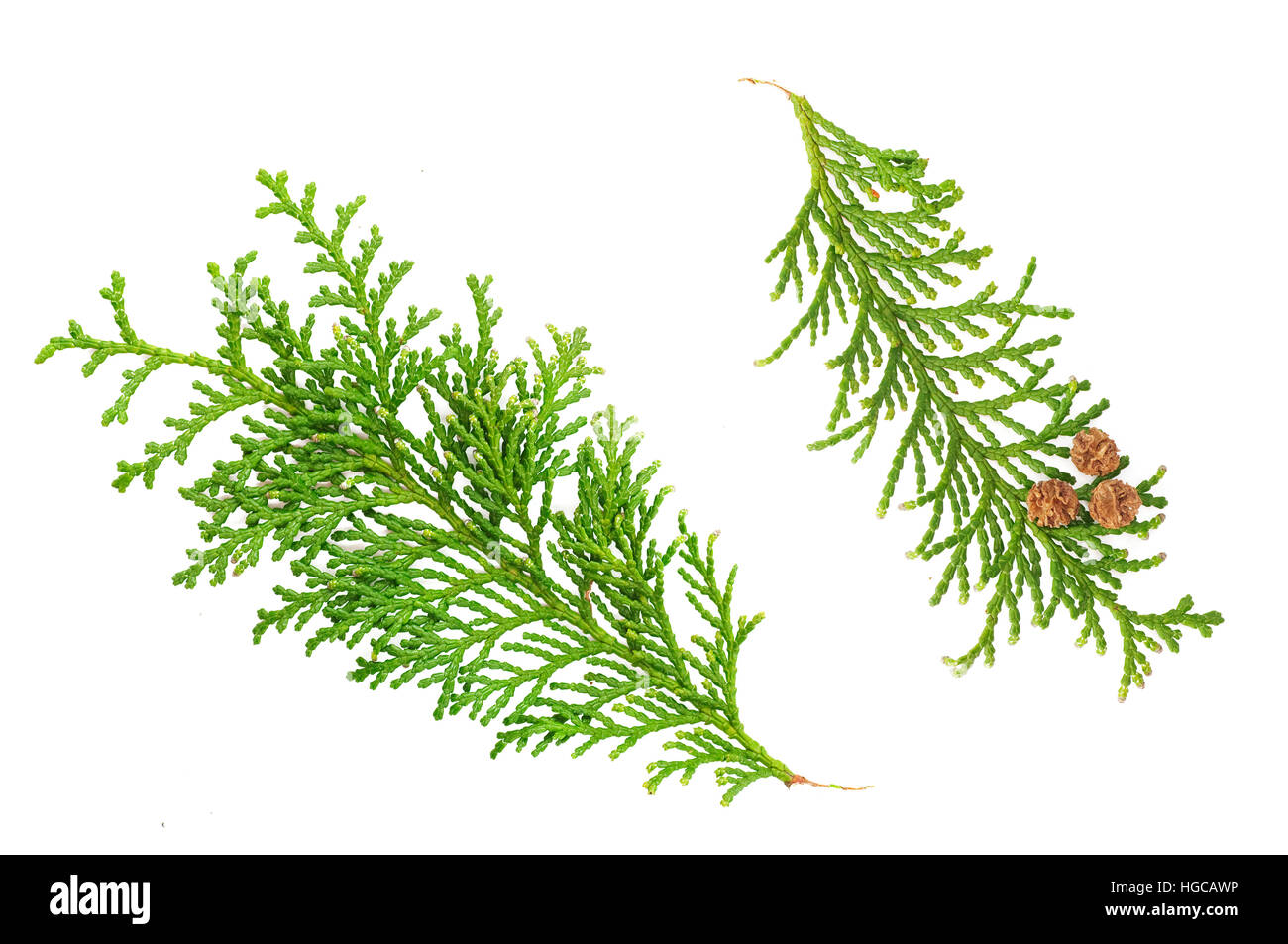 Thuja Wood High Resolution Stock Photography and Images - Alamy