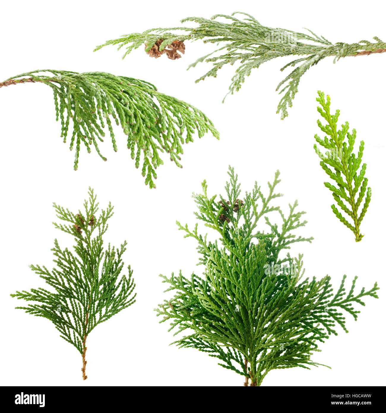 Thuja close up hi-res stock photography and images - Alamy