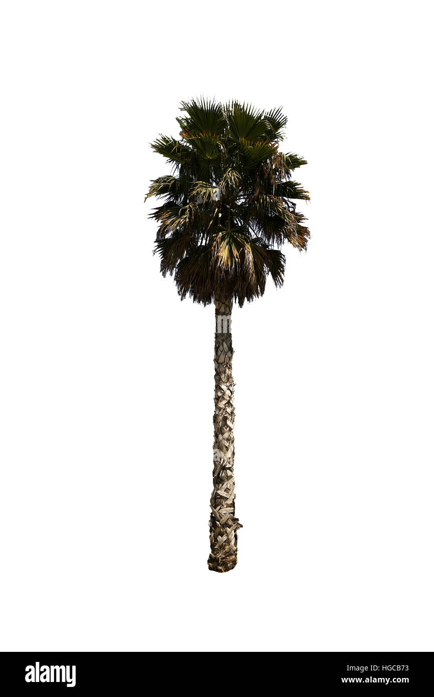 Palm tree cut Cut Out Stock Images & Pictures - Alamy