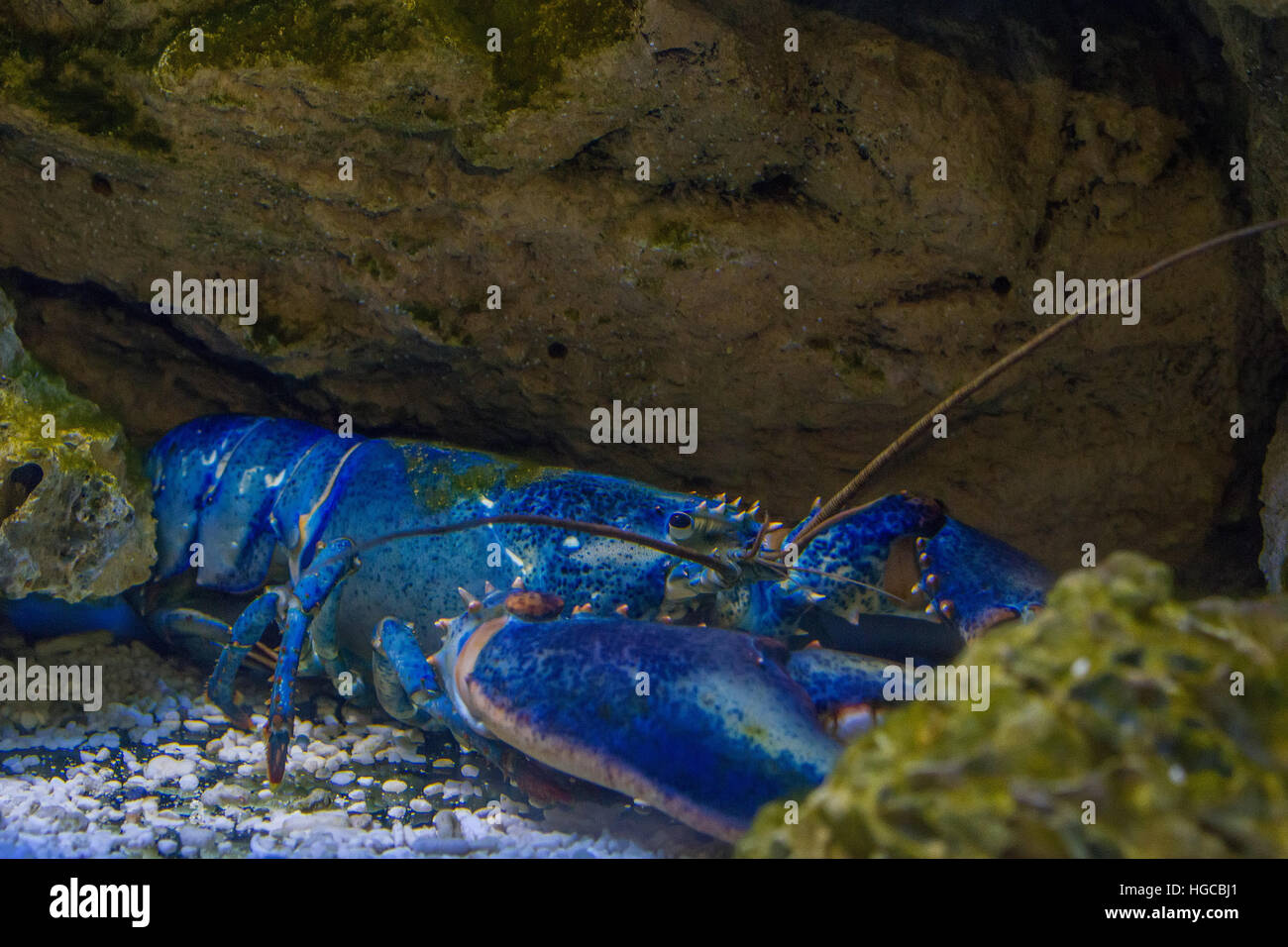 Rare blue American lobster or Homarus americanus under water Stock ...
