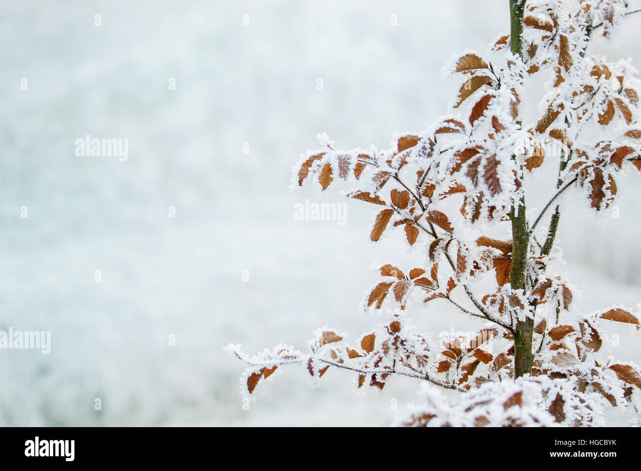 Frozen tree branches Stock Photo - Alamy
