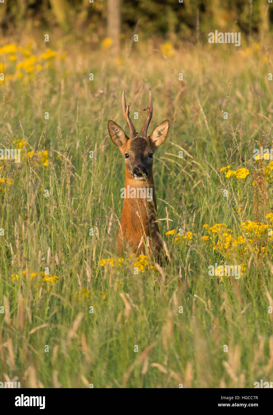 Roe Buck portrait in meadow Stock Photo - Alamy