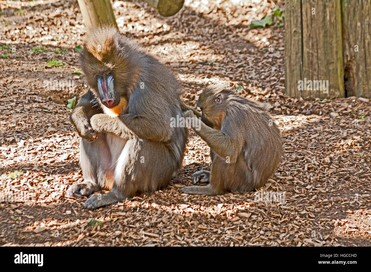 Mandrills Baboon, Mandrills Sphinx, Africa, Captive Stock Photo - Alamy