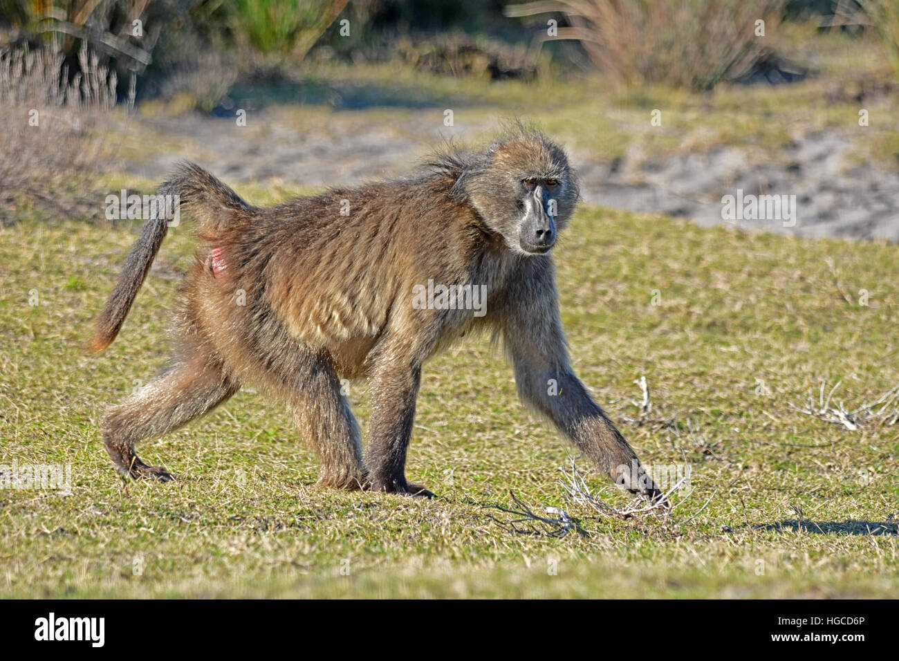 Baboon Walking High Resolution Stock Photography and Images - Alamy
