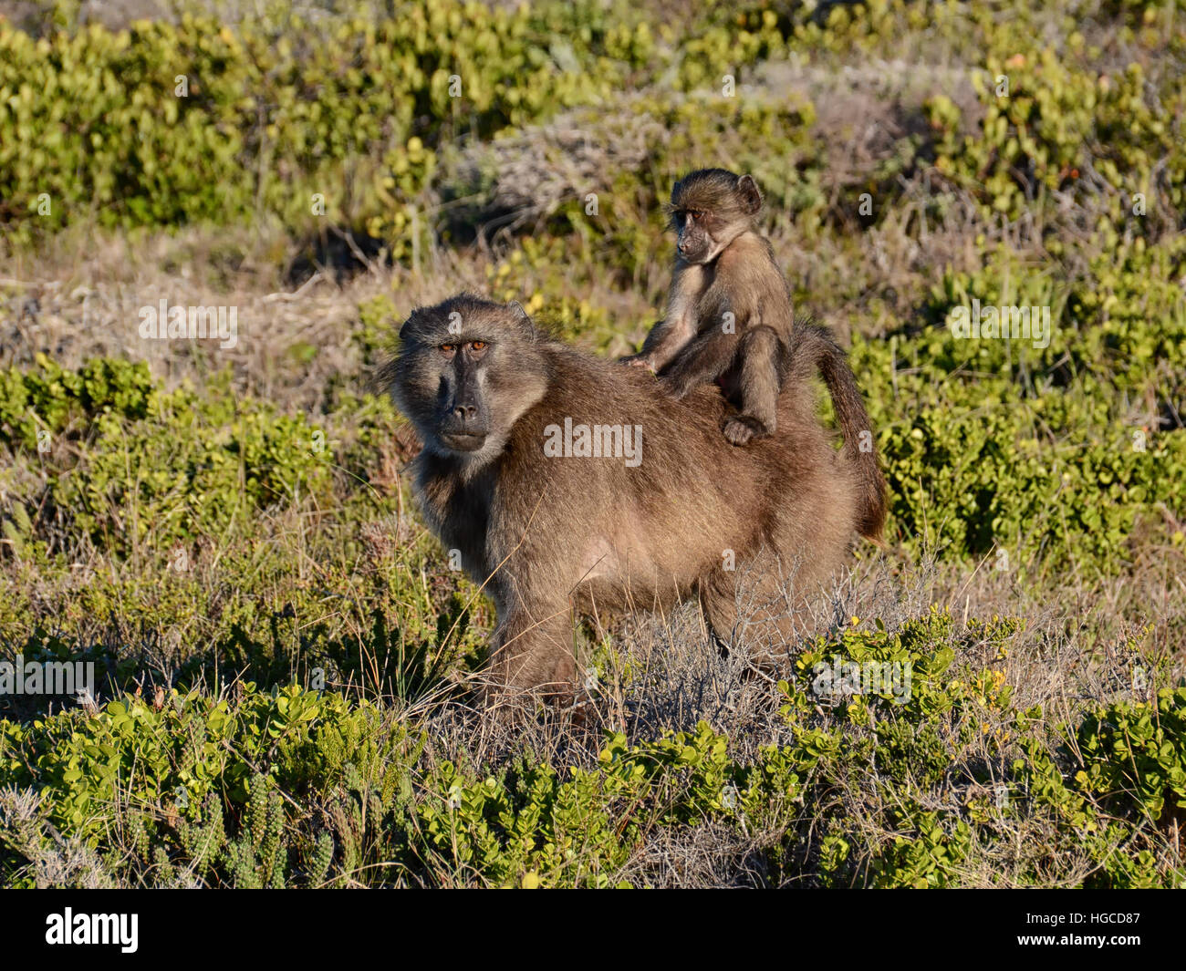 A Chacma Baboon mother foraging with her baby in Southern Africa Stock ...