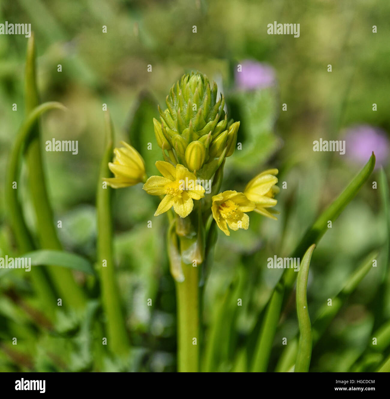 Common Bulbine flower in South Africa Stock Photo - Alamy