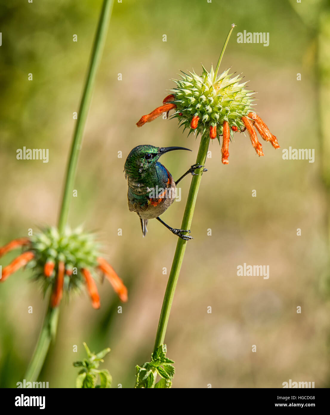 A Southern Double-collared Sunbird perched on a Wild dagga plant in ...