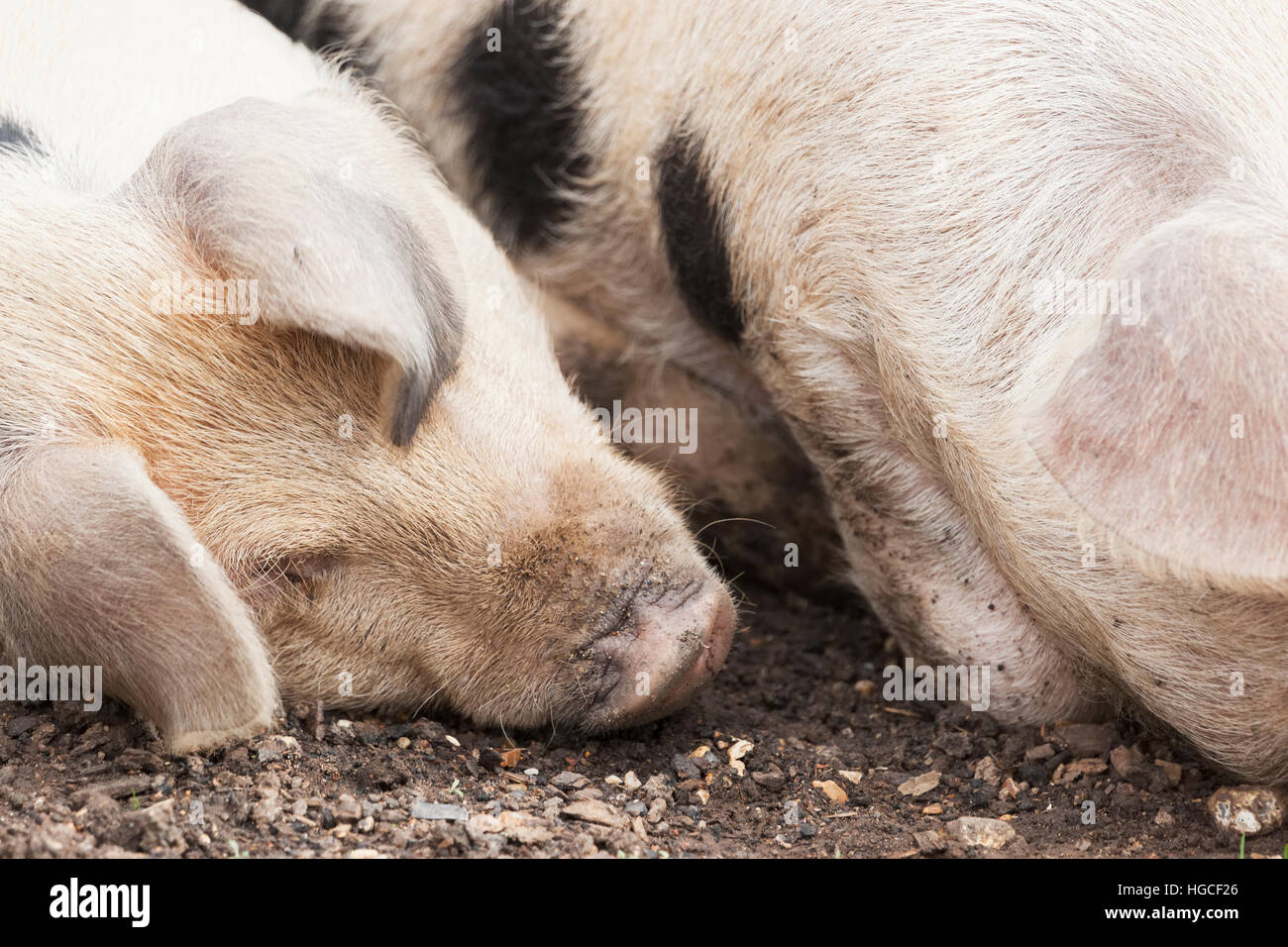 Gloucestershire Old Spot Pig Stock Photo - Alamy