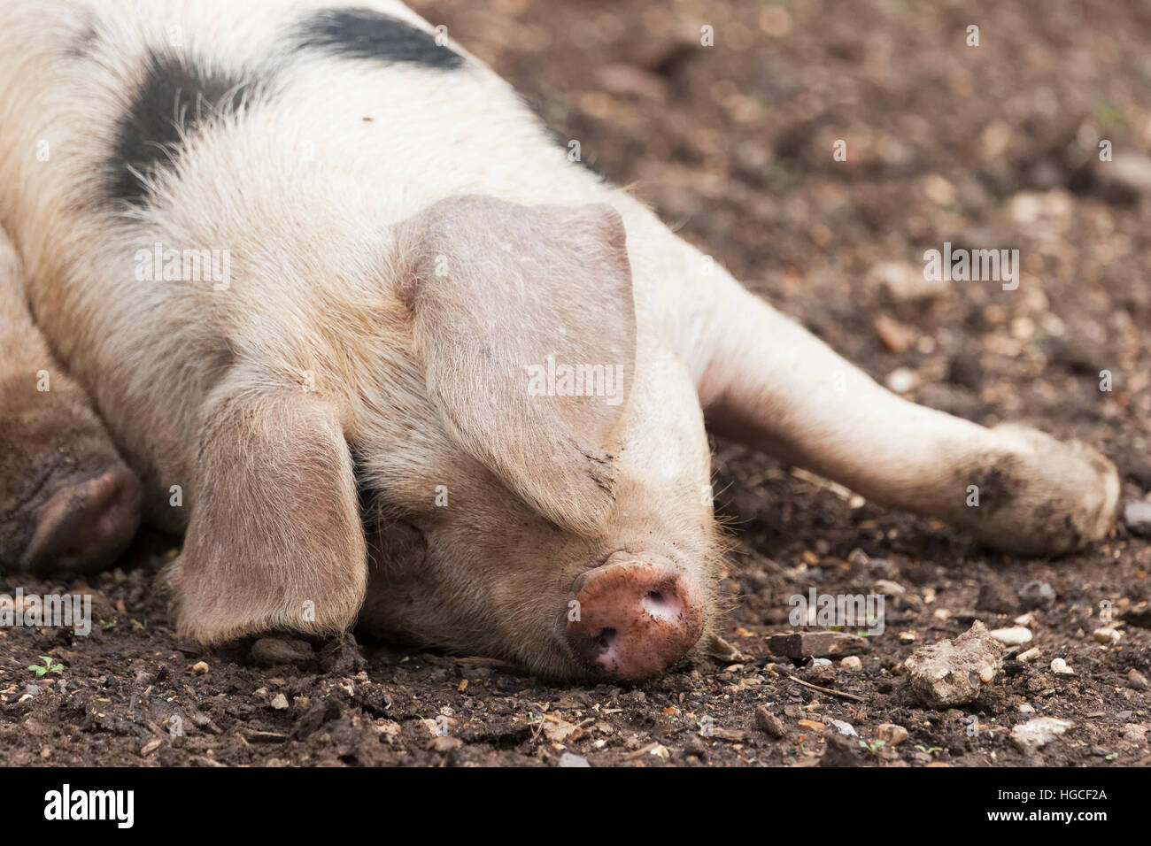 Gloucestershire old spot pig hi-res stock photography and images - Alamy