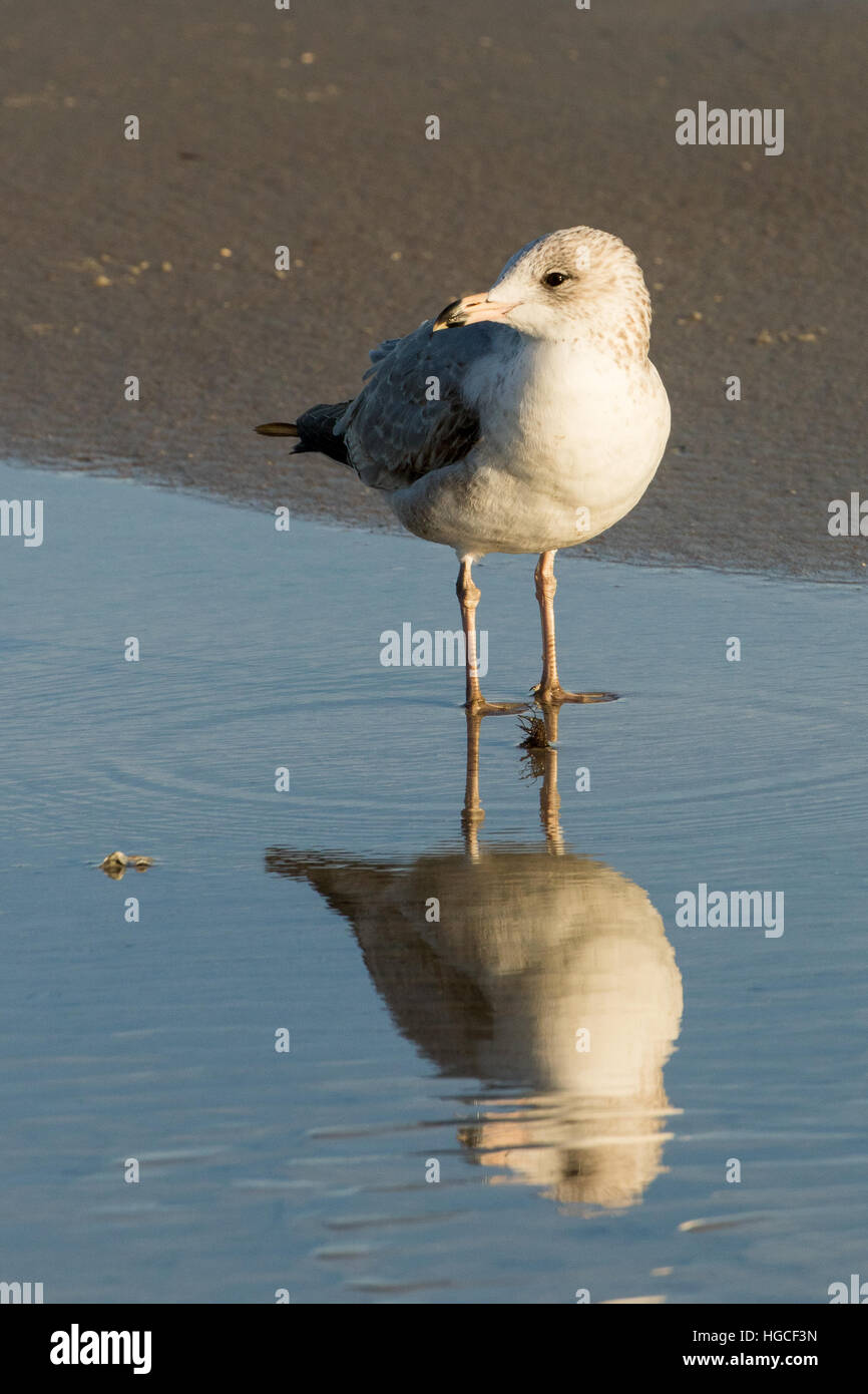 Ring reflection hi-res stock photography and images - Alamy