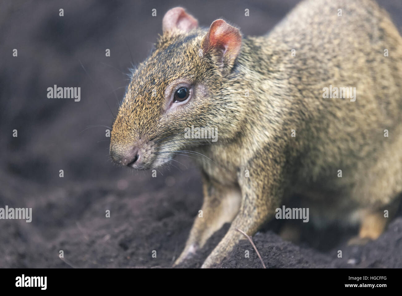 Large rodent hi-res stock photography and images - Alamy