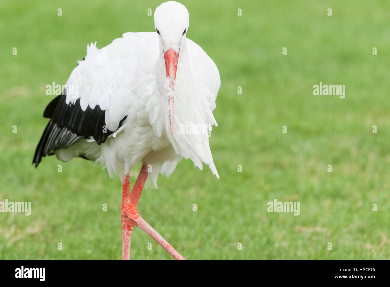 White stork's are a large member of the Stork family with white and ...