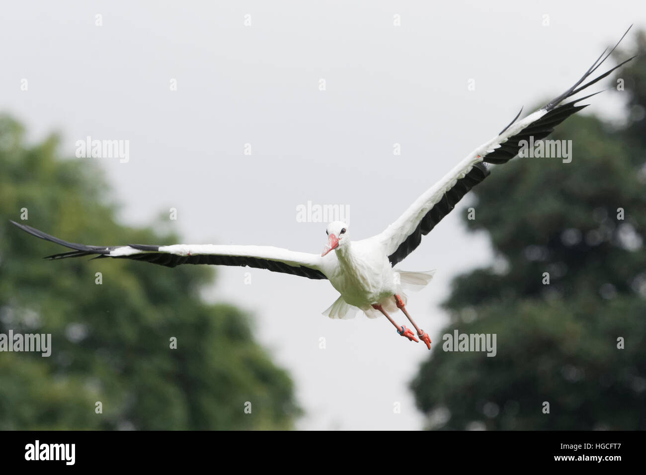 White stork's are a large member of the Stork family with white and ...
