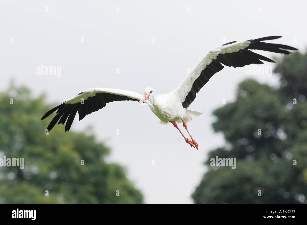 White stork's are a large member of the Stork family with white and ...