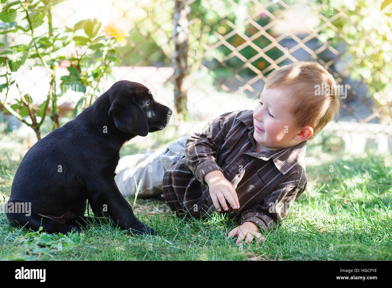 Cute black labrador puppy hi-res stock photography and images - Alamy