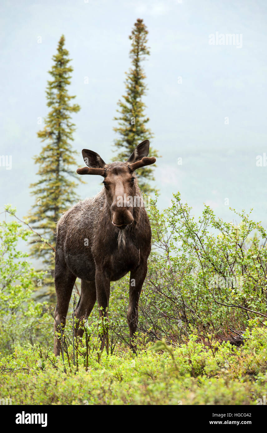 Young bull moose, in summer rainstorm, Alaska Stock Photo - Alamy