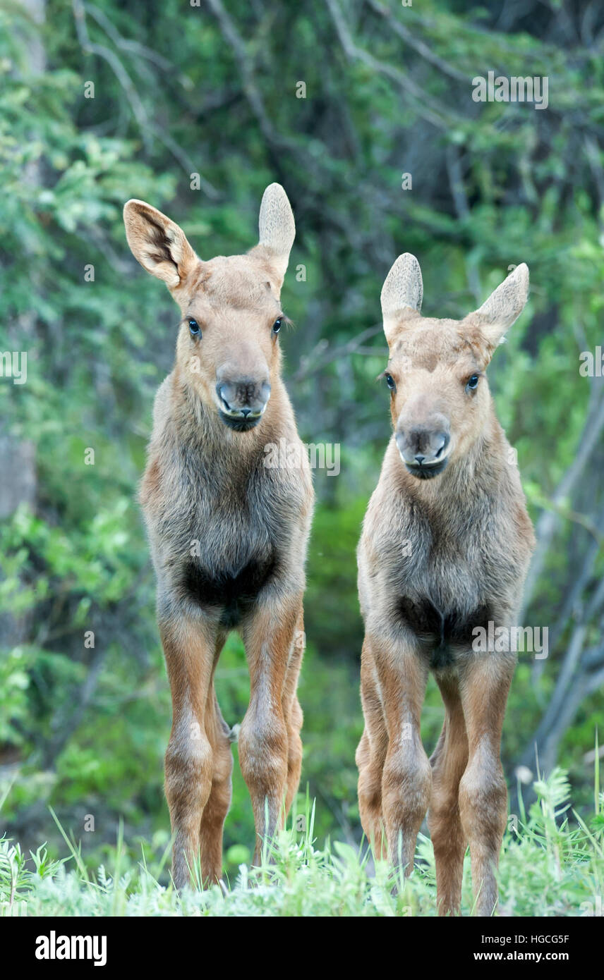 Two calf moose in the spring, Kenai Peninsula Alaska Stock Photo - Alamy