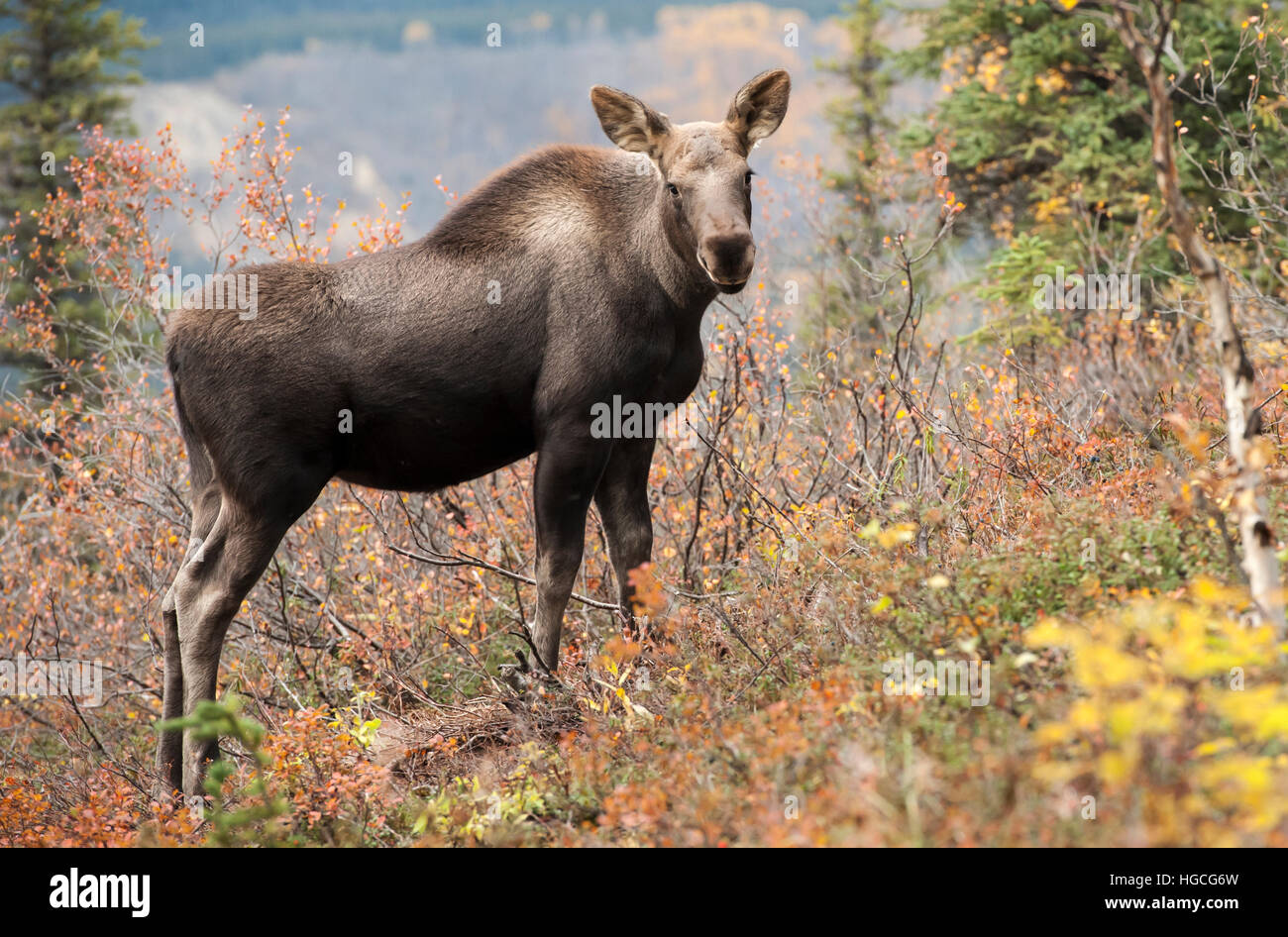 Cow moose, autumn Alaska Stock Photo - Alamy