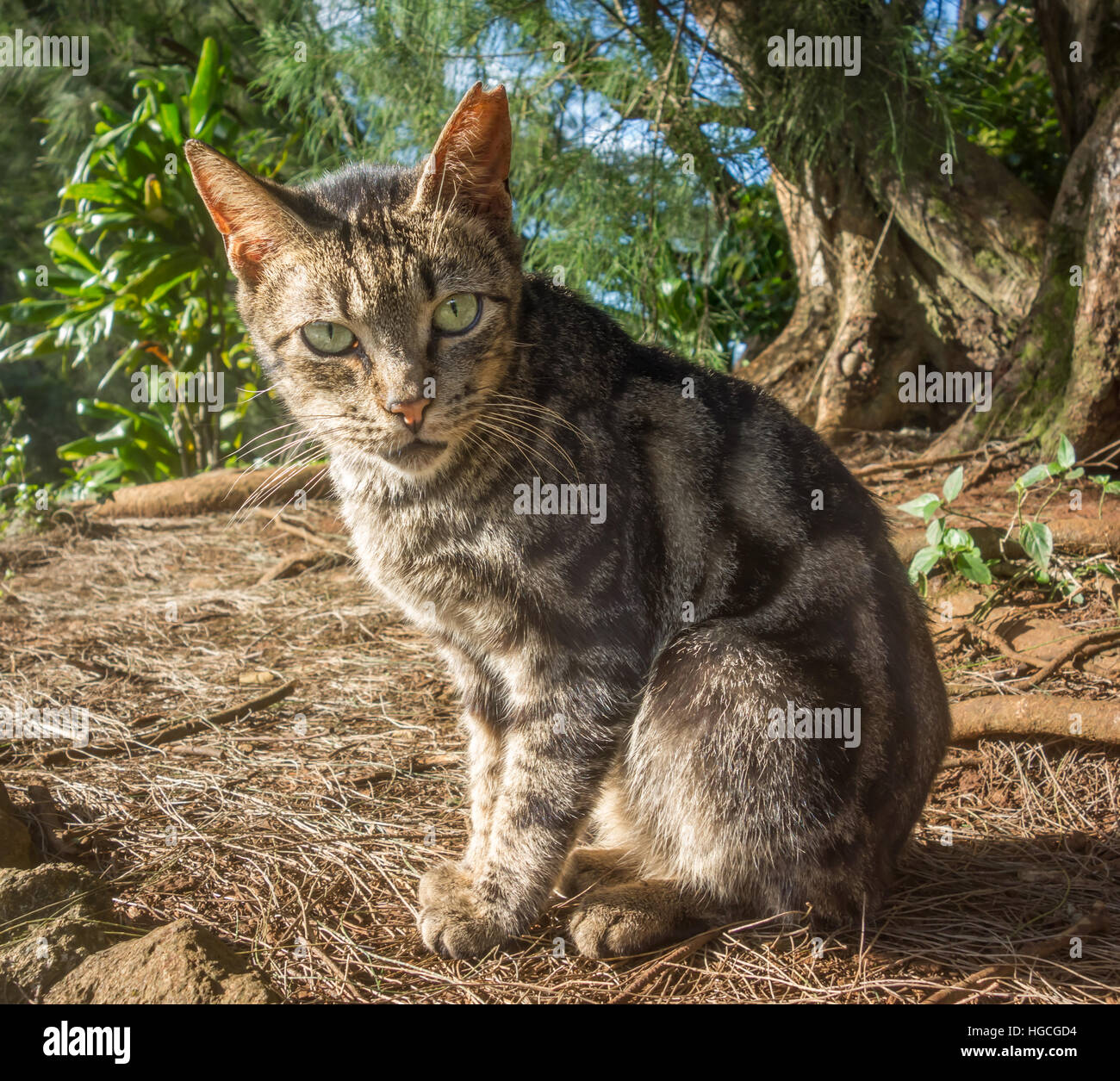 A stern gaze from a feral brown cat with tipped ear, indicating that it ...